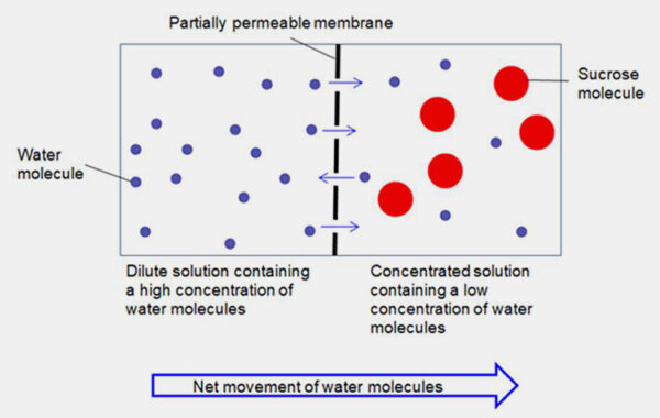 Gummy Bear Osmosis Experiment – AIPAK
